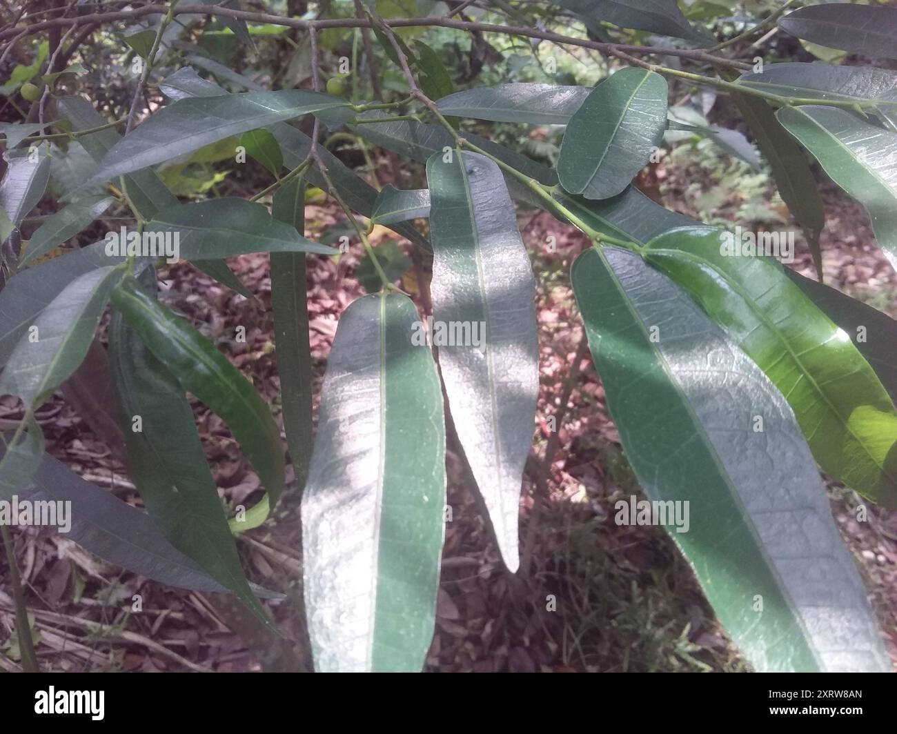 King's Fig (Ficus ampelos) Plantae Stock Photo - Alamy