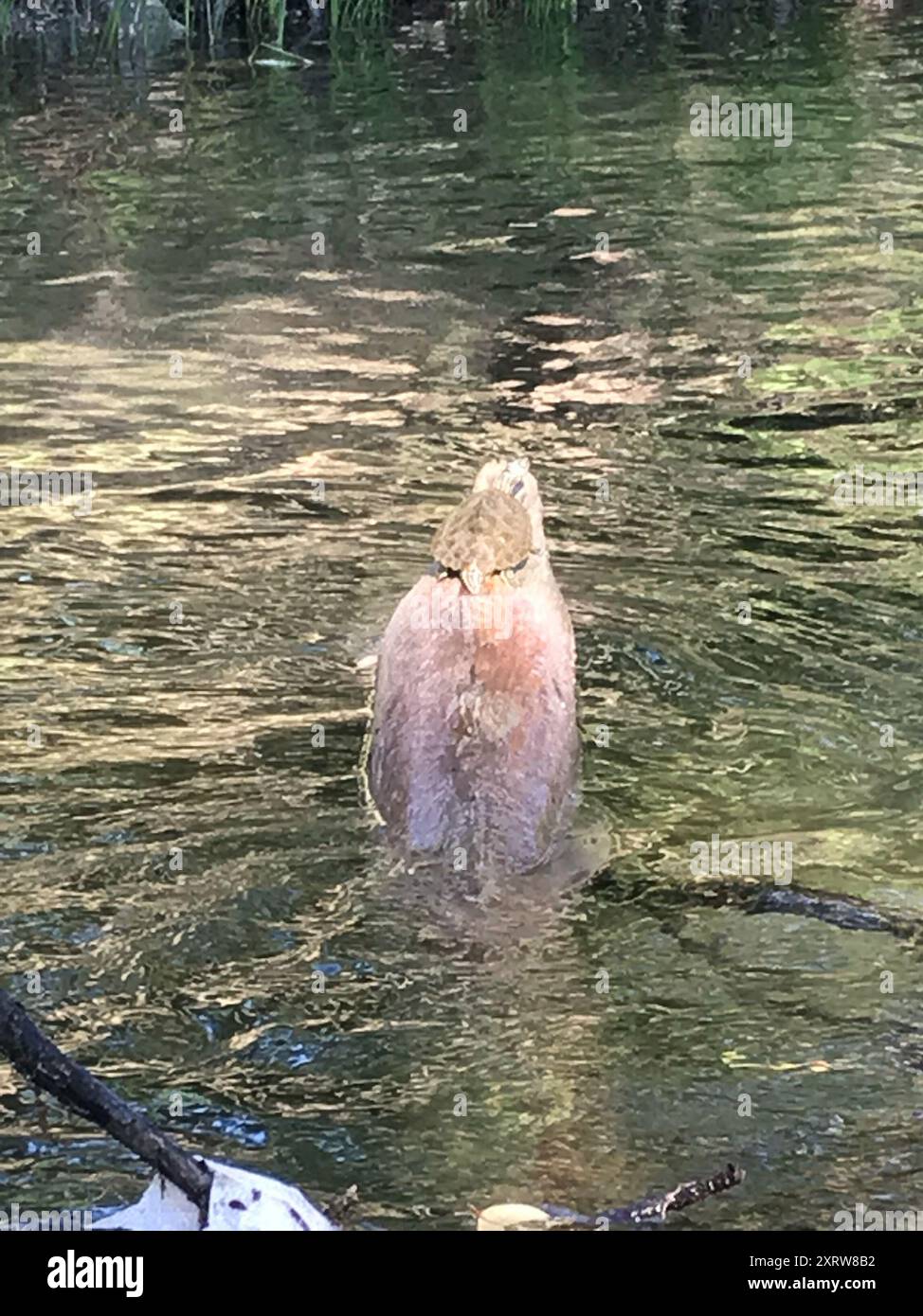 Cagle's Map Turtle (Graptemys caglei) Reptilia Stock Photo - Alamy