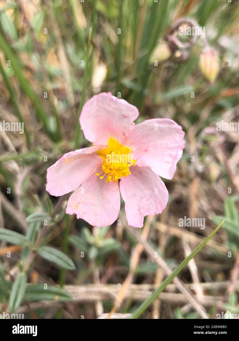 dwarf rock-roses (Helianthemum) Plantae Stock Photo - Alamy