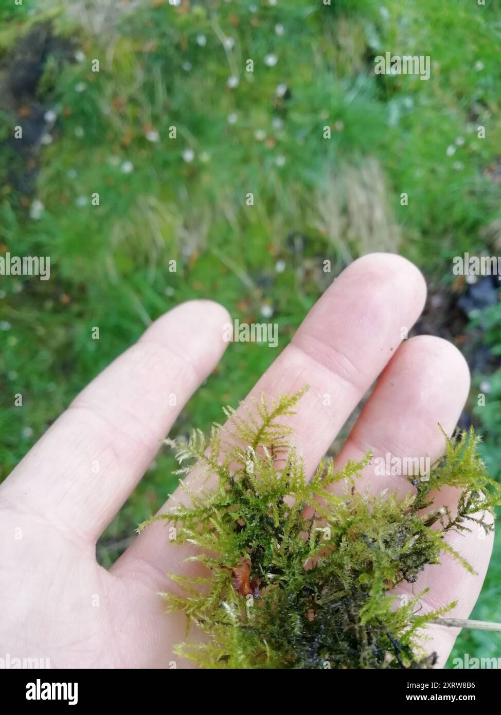 Common Feather-moss (Kindbergia praelonga) Plantae Stock Photo - Alamy