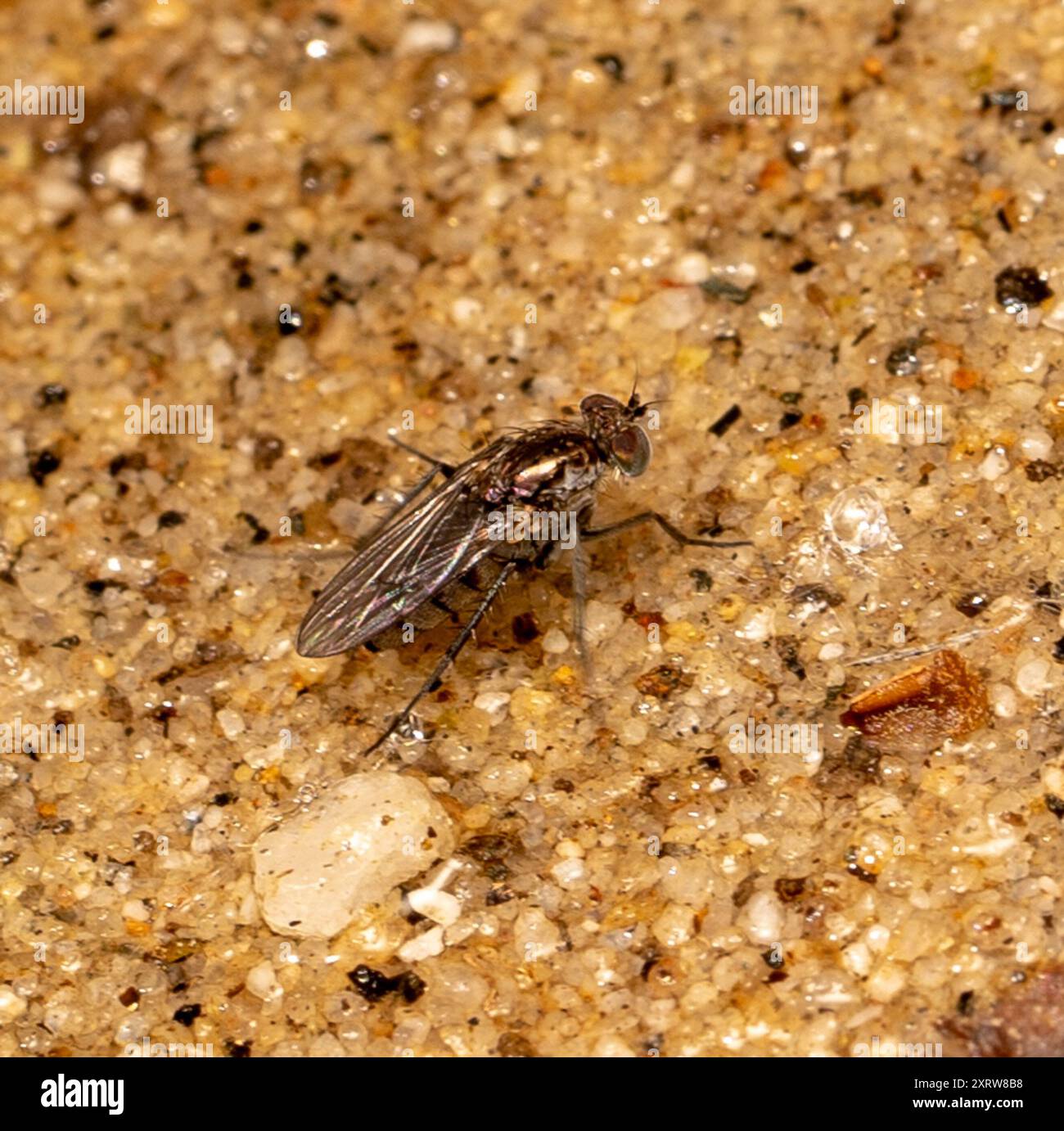 (Tachytrechus angustipennis) Insecta Stock Photo - Alamy