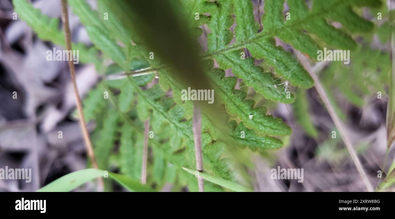 San Diego Silverback Fern (Pentagramma glanduloviscida) Plantae Stock ...