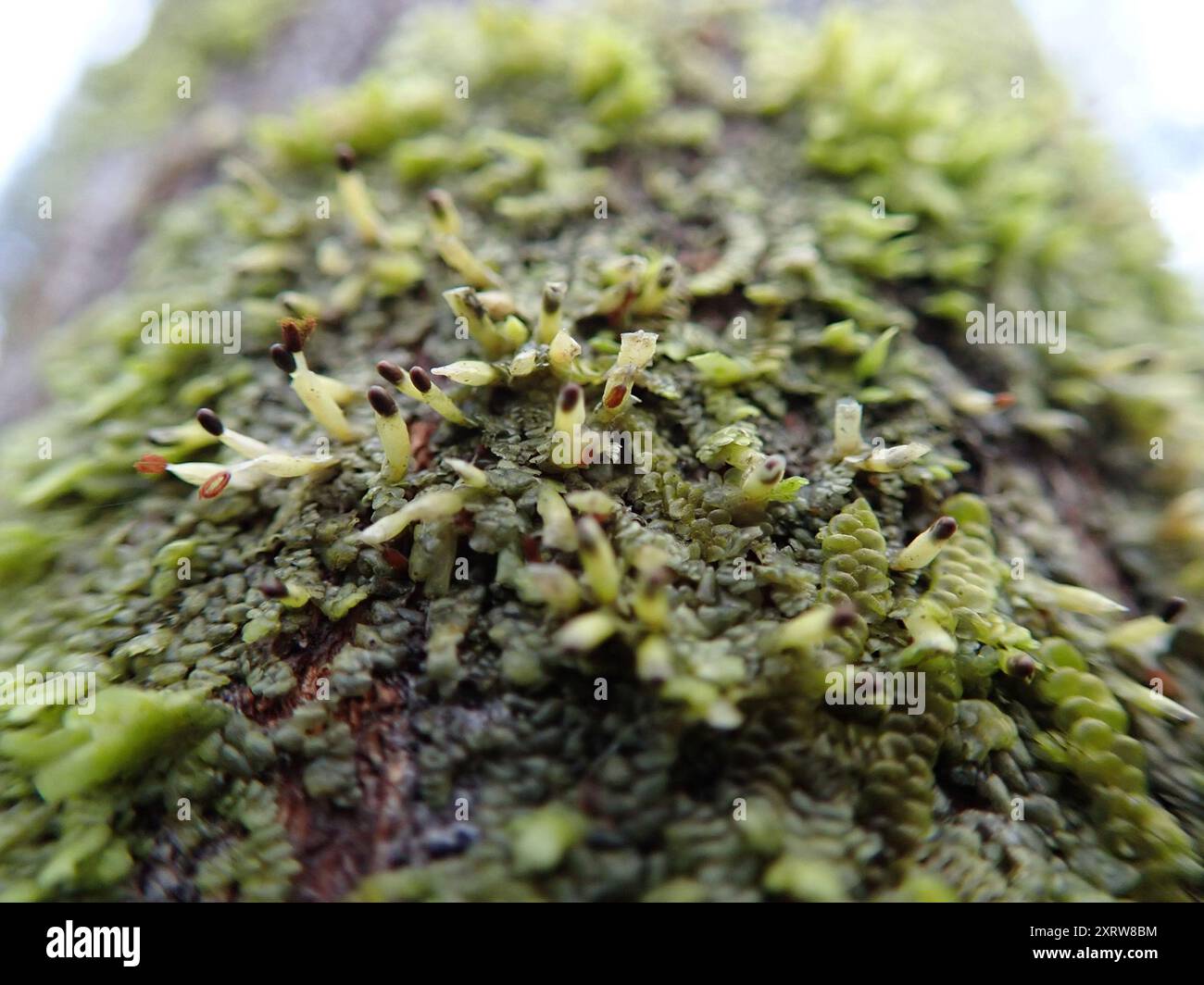 Flat-leaved Scalewort (Radula complanata) Plantae Stock Photo - Alamy