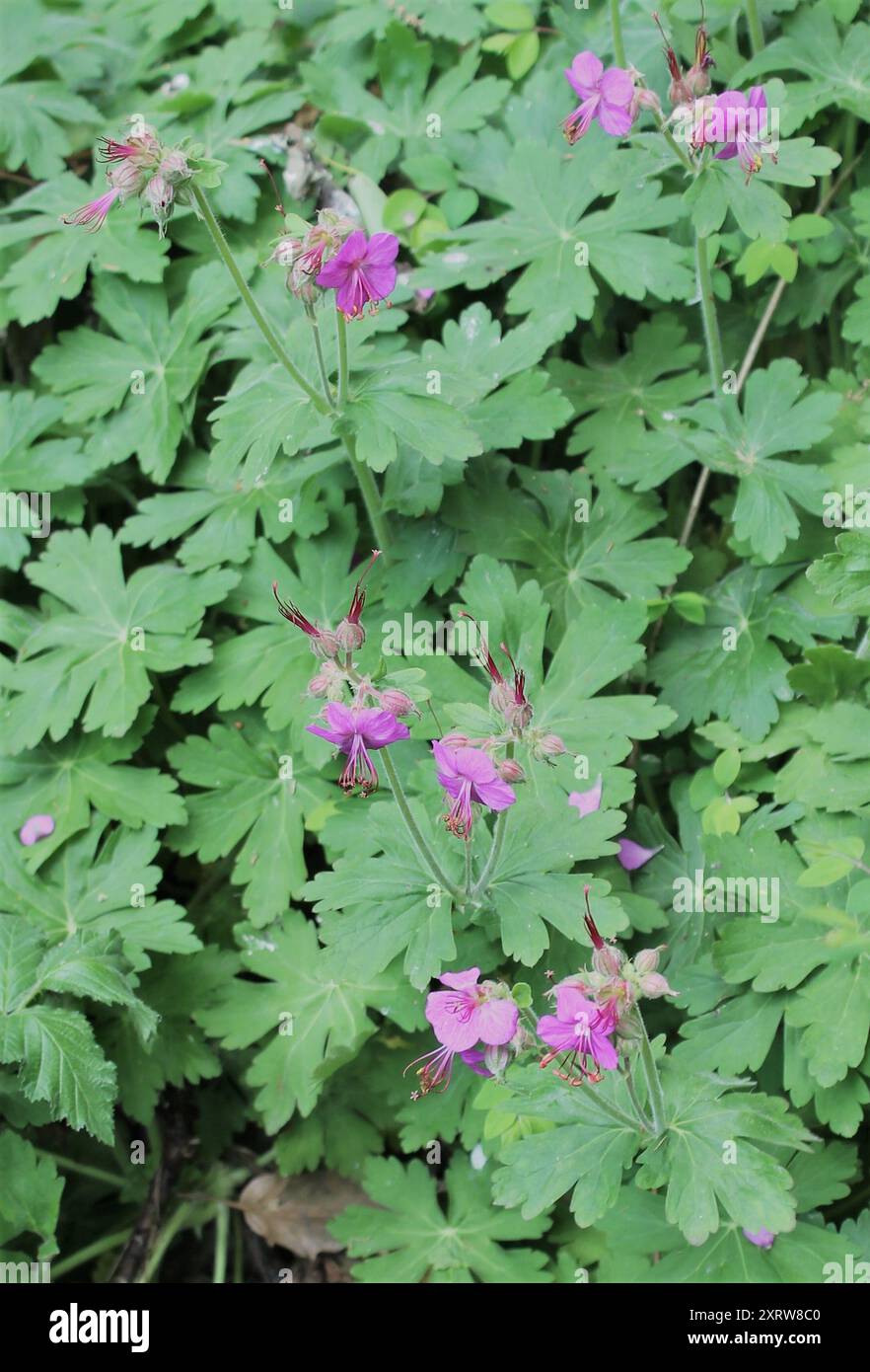 Rock Crane's-bill (Geranium macrorrhizum) Plantae Stock Photo - Alamy