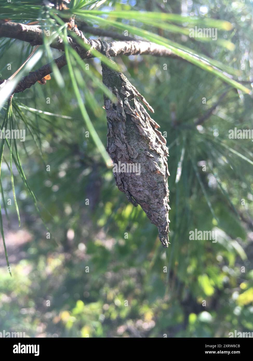 Evergreen Bagworm Moth (Thyridopteryx ephemeraeformis) Insecta Stock Photo - Alamy