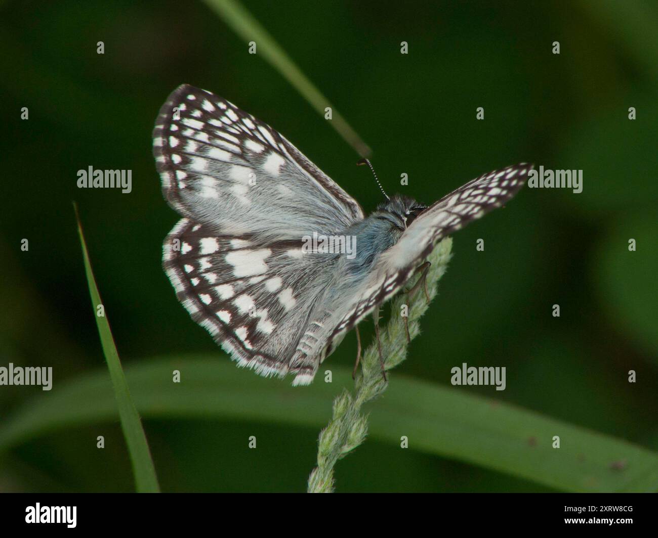 New World Checkered-Skippers (Burnsius) Insecta Stock Photo - Alamy