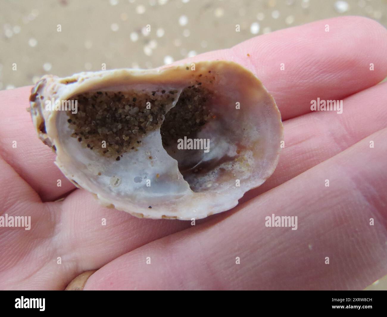 Common Atlantic Slippersnail (Crepidula fornicata) Mollusca Stock Photo ...