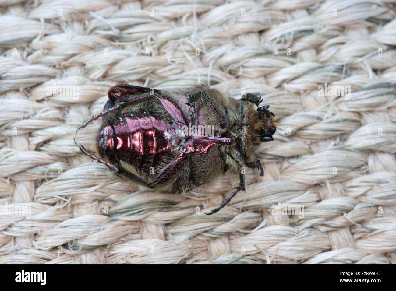 European Rose Chafer (Cetonia aurata) Insecta Stock Photo - Alamy