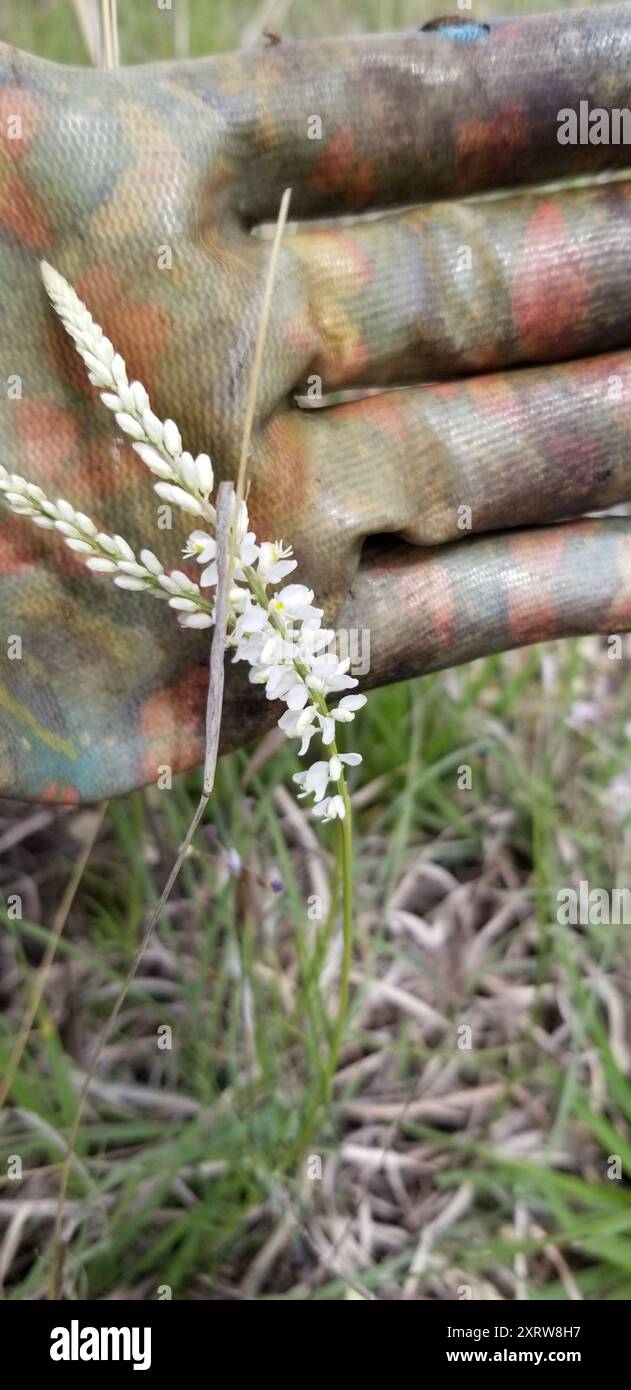 white milkwort (Polygala alba) Plantae Stock Photo - Alamy