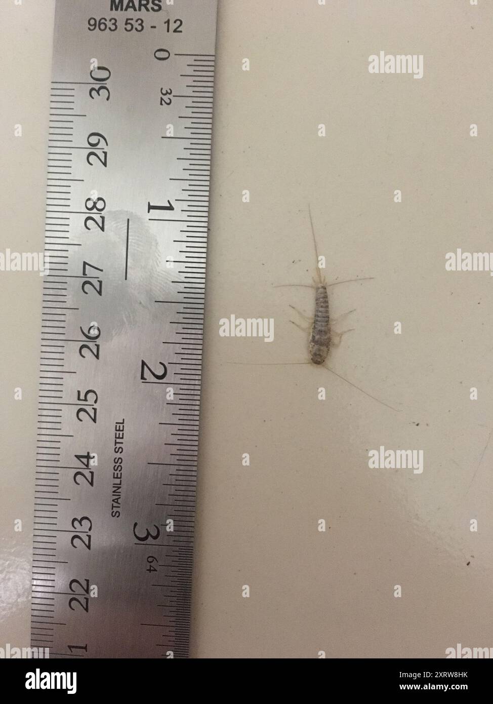 Long-tailed Silverfish (Ctenolepisma longicaudatum) Insecta Stock Photo ...