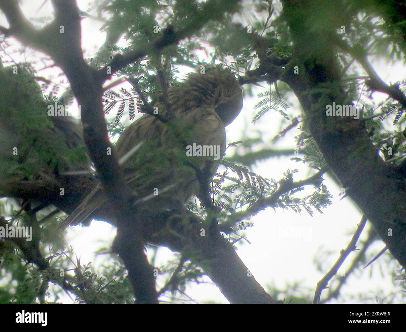 Tanagers and Allies (Thraupidae) Aves Stock Photo - Alamy