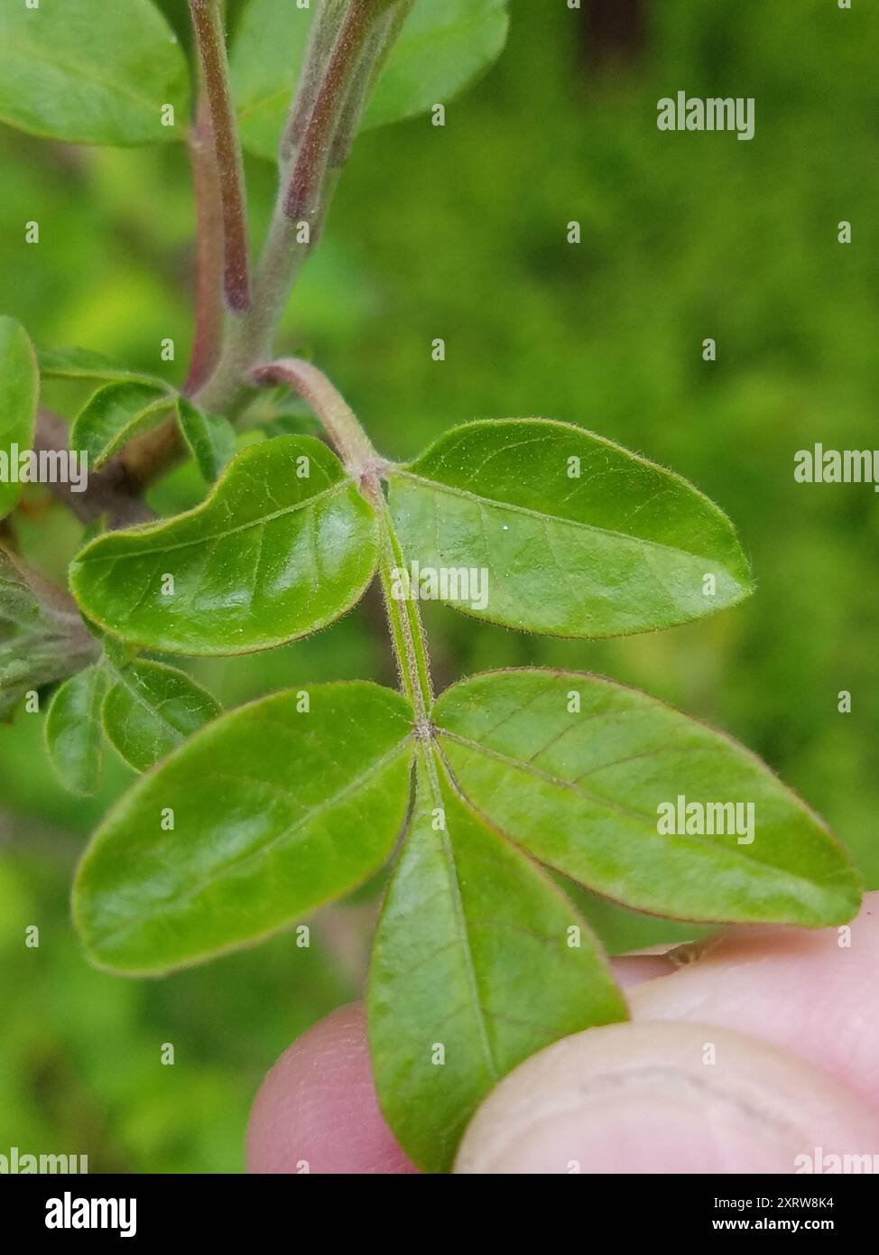 shining sumac (Rhus copallinum) Plantae Stock Photo - Alamy