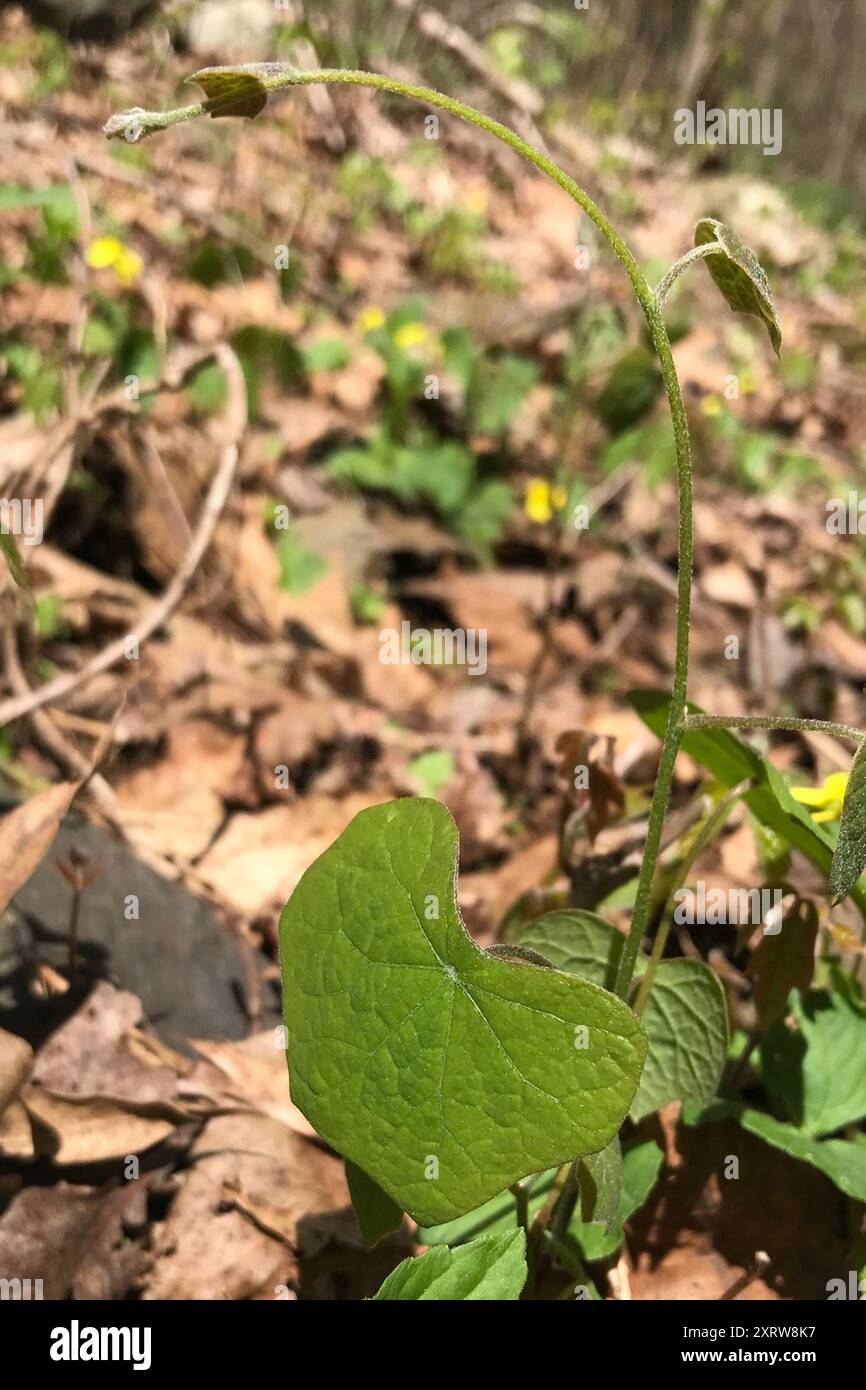 moonseed (Menispermum canadense) Plantae Stock Photo - Alamy