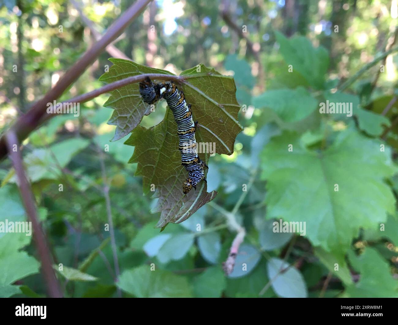 Eight-spotted Forester Moth (Alypia octomaculata) Insecta Stock Photo ...