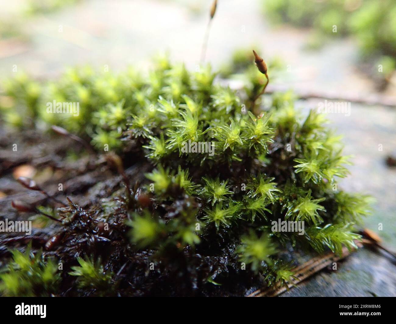 Yellow Fringe-moss (Racomitrium aciculare) Plantae Stock Photo - Alamy