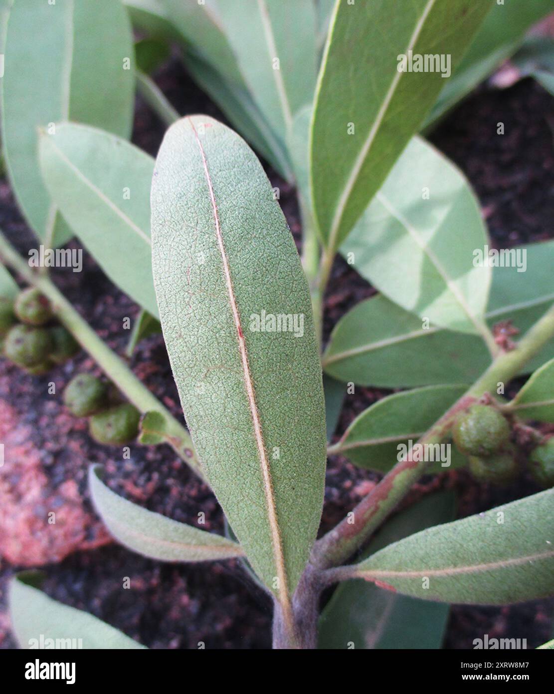 Bushveld Hairy Guarri (Euclea natalensis angustifolia) Plantae Stock ...