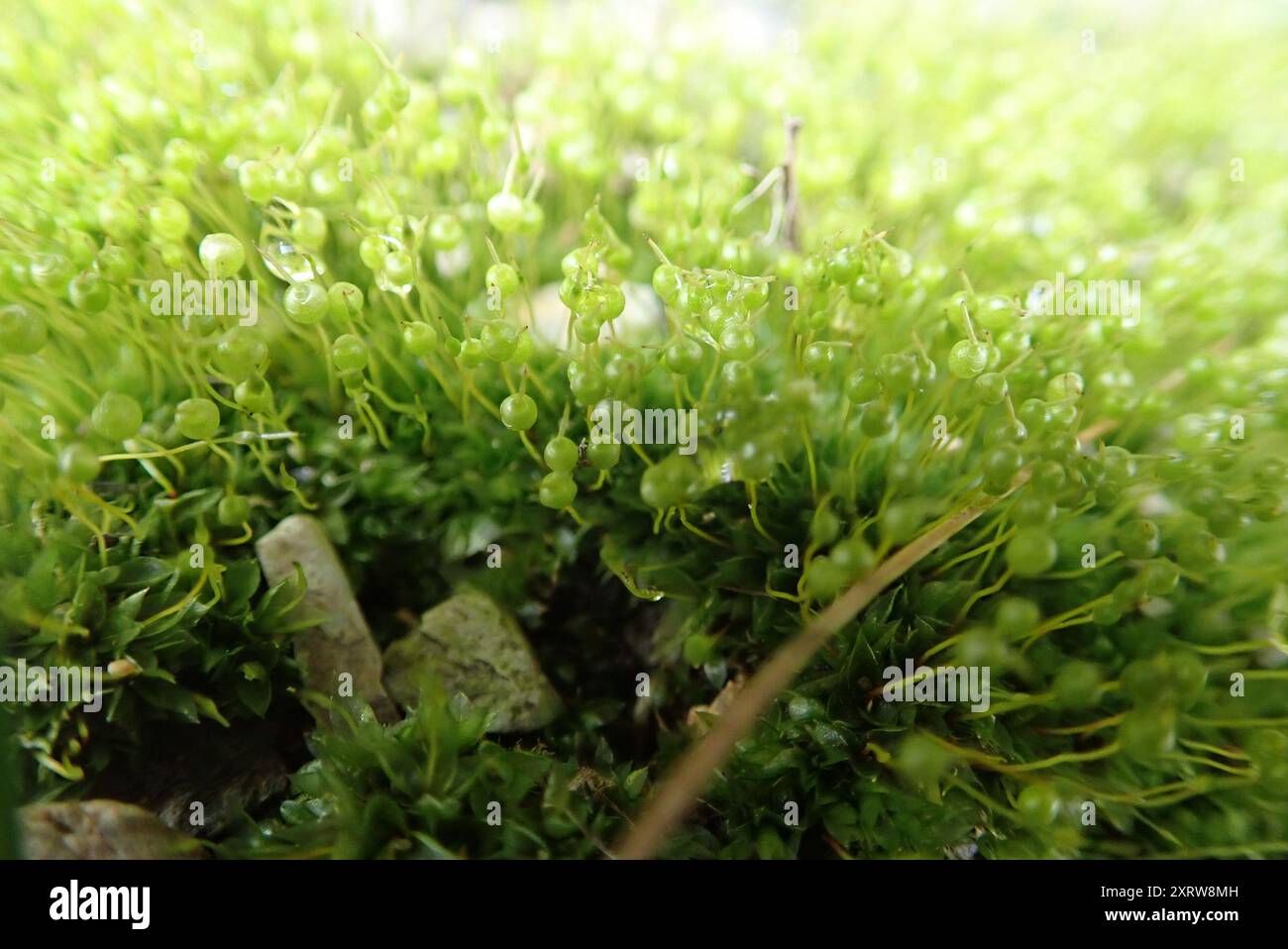 common bladder moss (Physcomitrium pyriforme) Plantae Stock Photo - Alamy