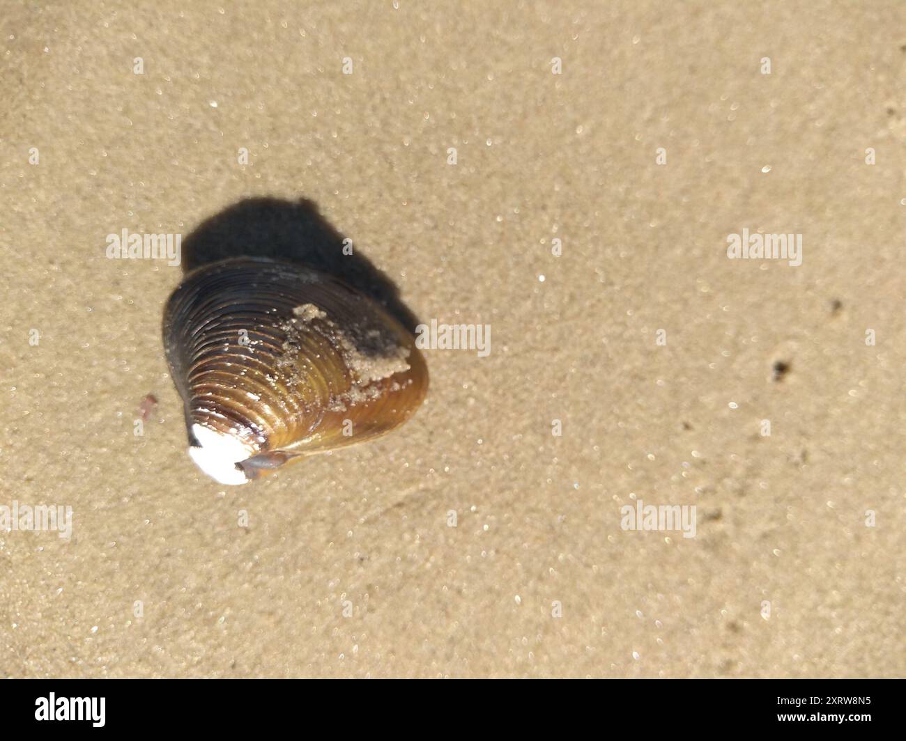 Asian Clam (Corbicula fluminea) Mollusca Stock Photo - Alamy