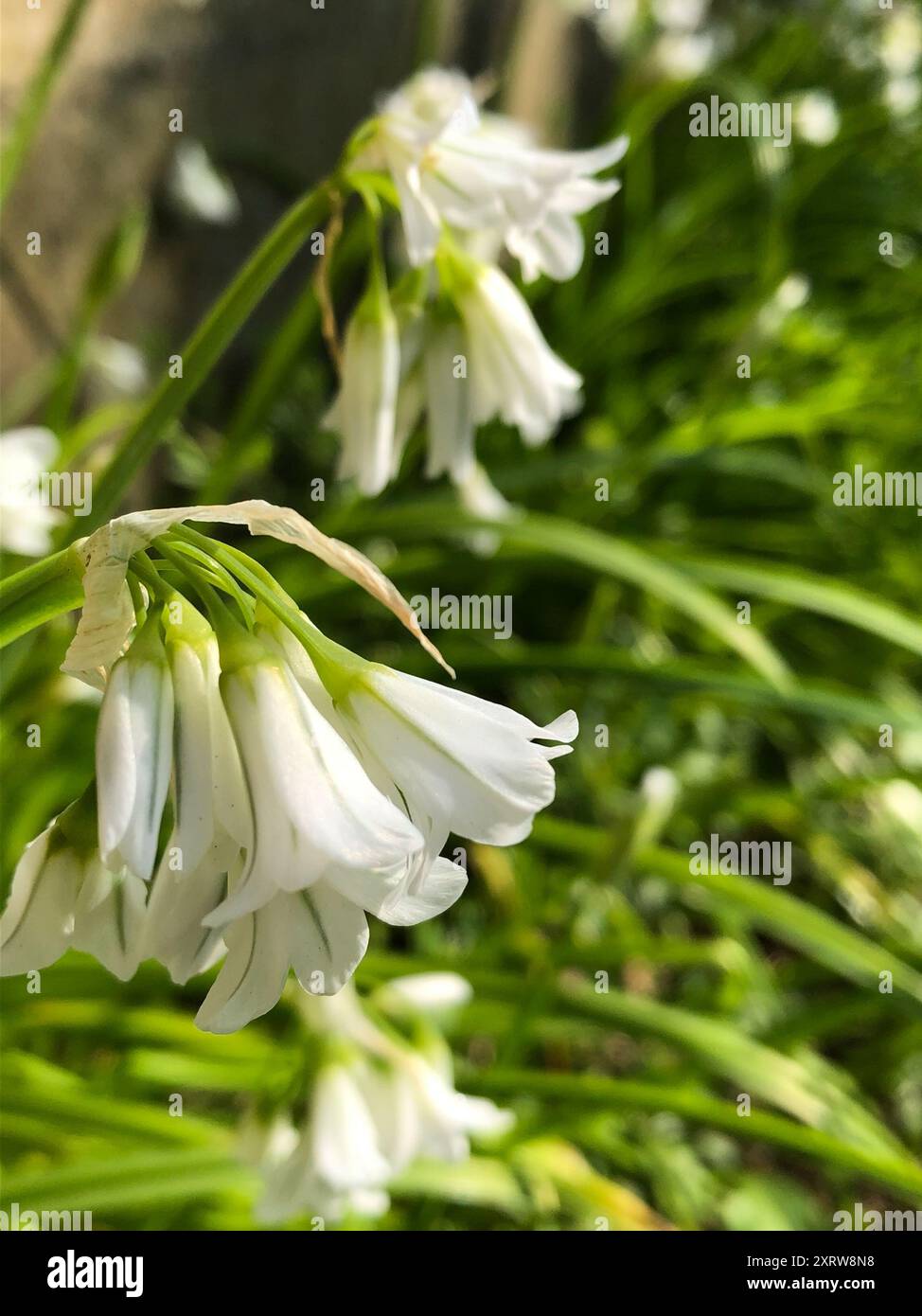Three-cornered garlic (Allium triquetrum) Plantae Stock Photo - Alamy