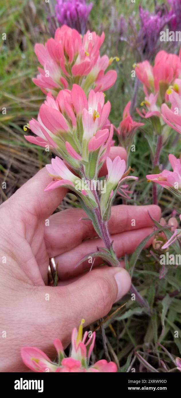 Texas Paintbrush (Castilleja indivisa) Plantae Stock Photo - Alamy