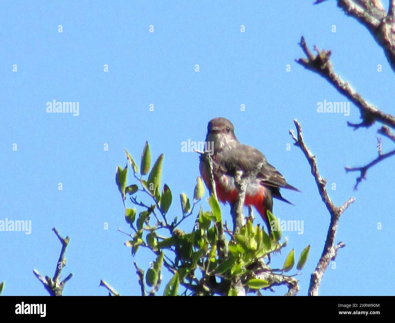 Vermilion Flycatcher (Pyrocephalus rubinus) Aves Stock Photo - Alamy