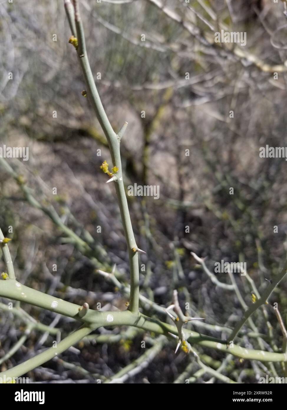 blue palo verde (Parkinsonia florida) Plantae Stock Photo - Alamy