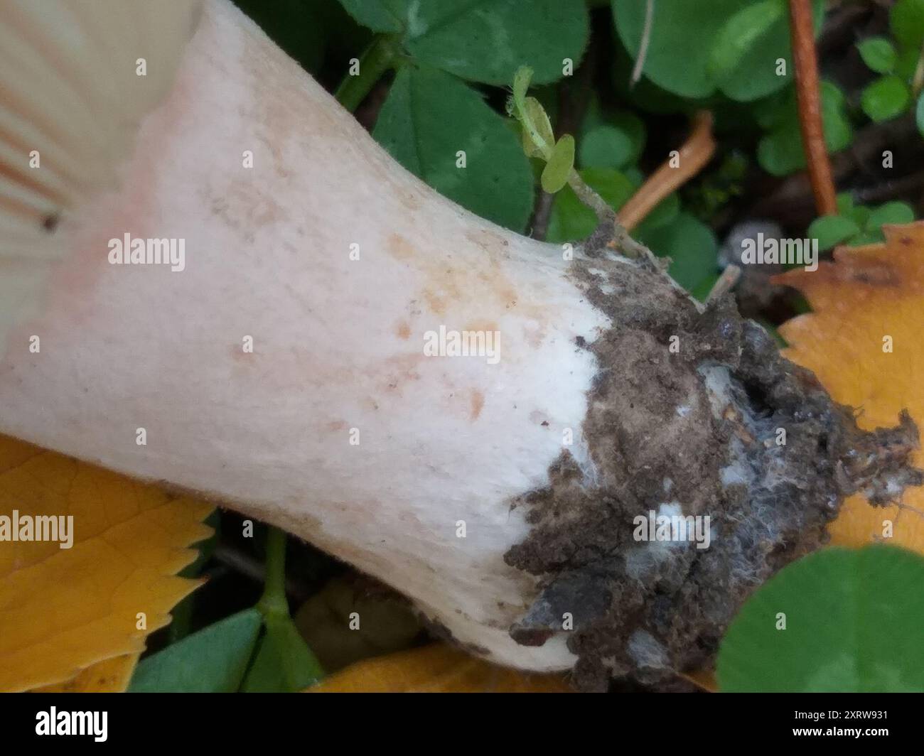 Downy milk cap (Lactarius pubescens) Fungi Stock Photo - Alamy