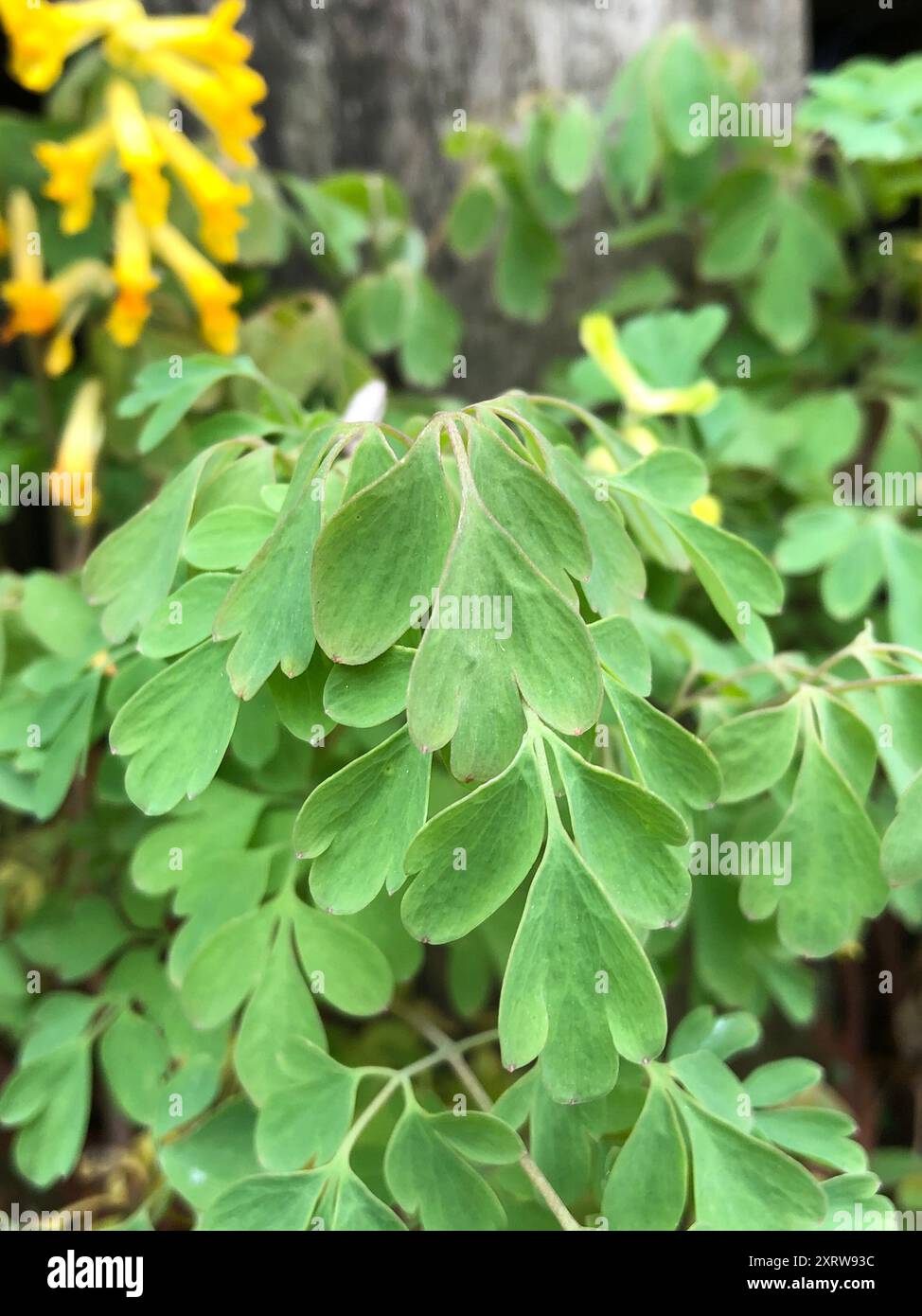 Yellow Fumitory (Pseudofumaria lutea) Plantae Stock Photo - Alamy