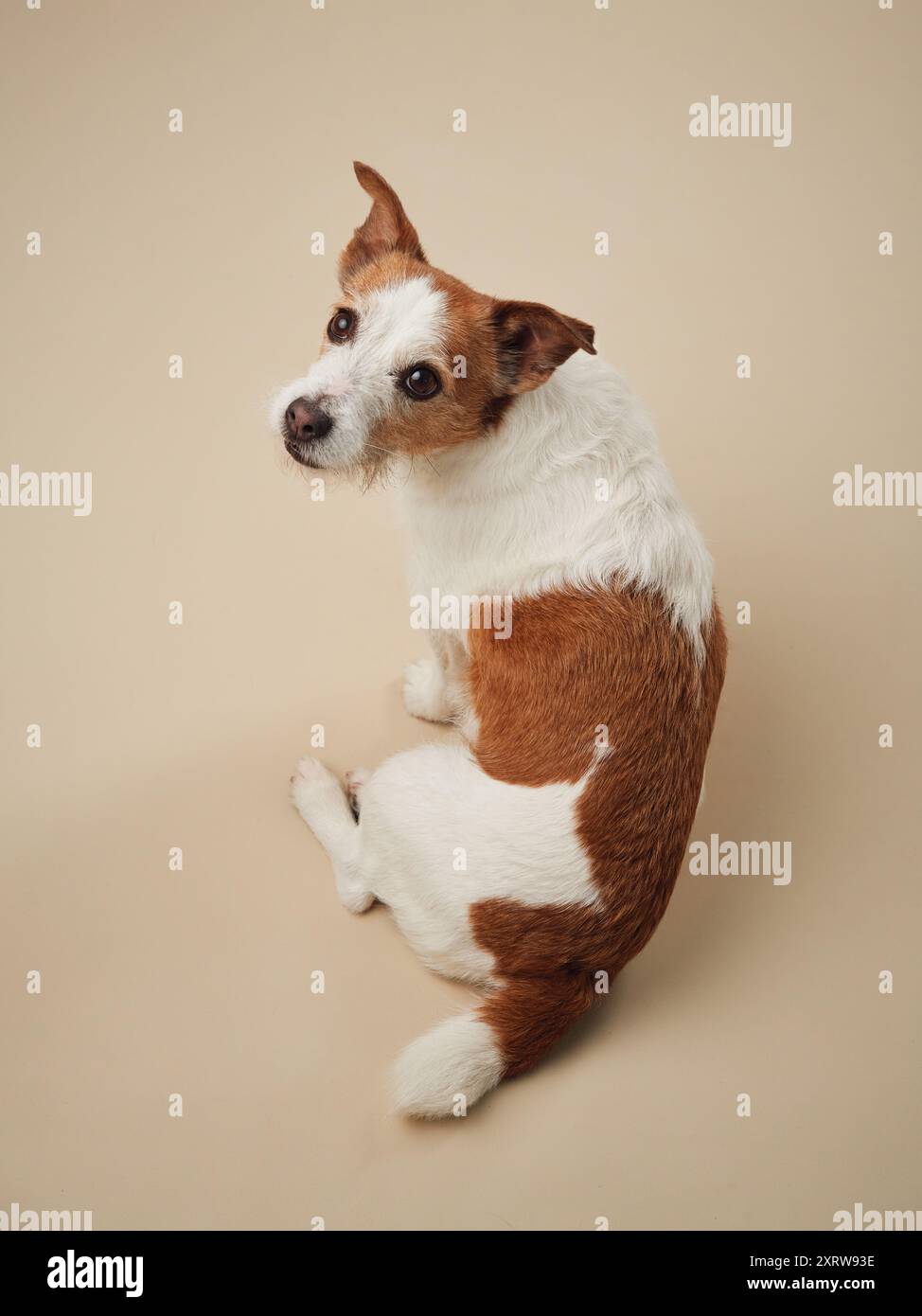 Jack Russell Terrier dog looks back over shoulder, A blend of white and ...