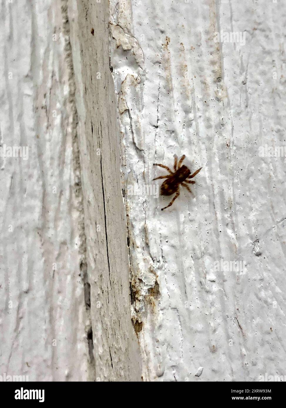 Asiatic Wall Jumping Spider (Attulus fasciger) Arachnida Stock Photo ...