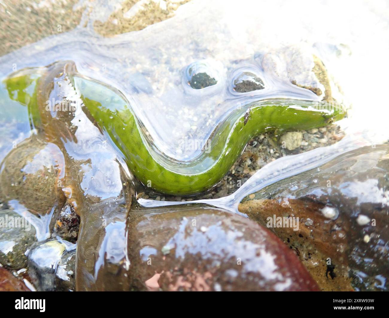 Penpoint Gunnel (Apodichthys flavidus) Actinopterygii Stock Photo - Alamy