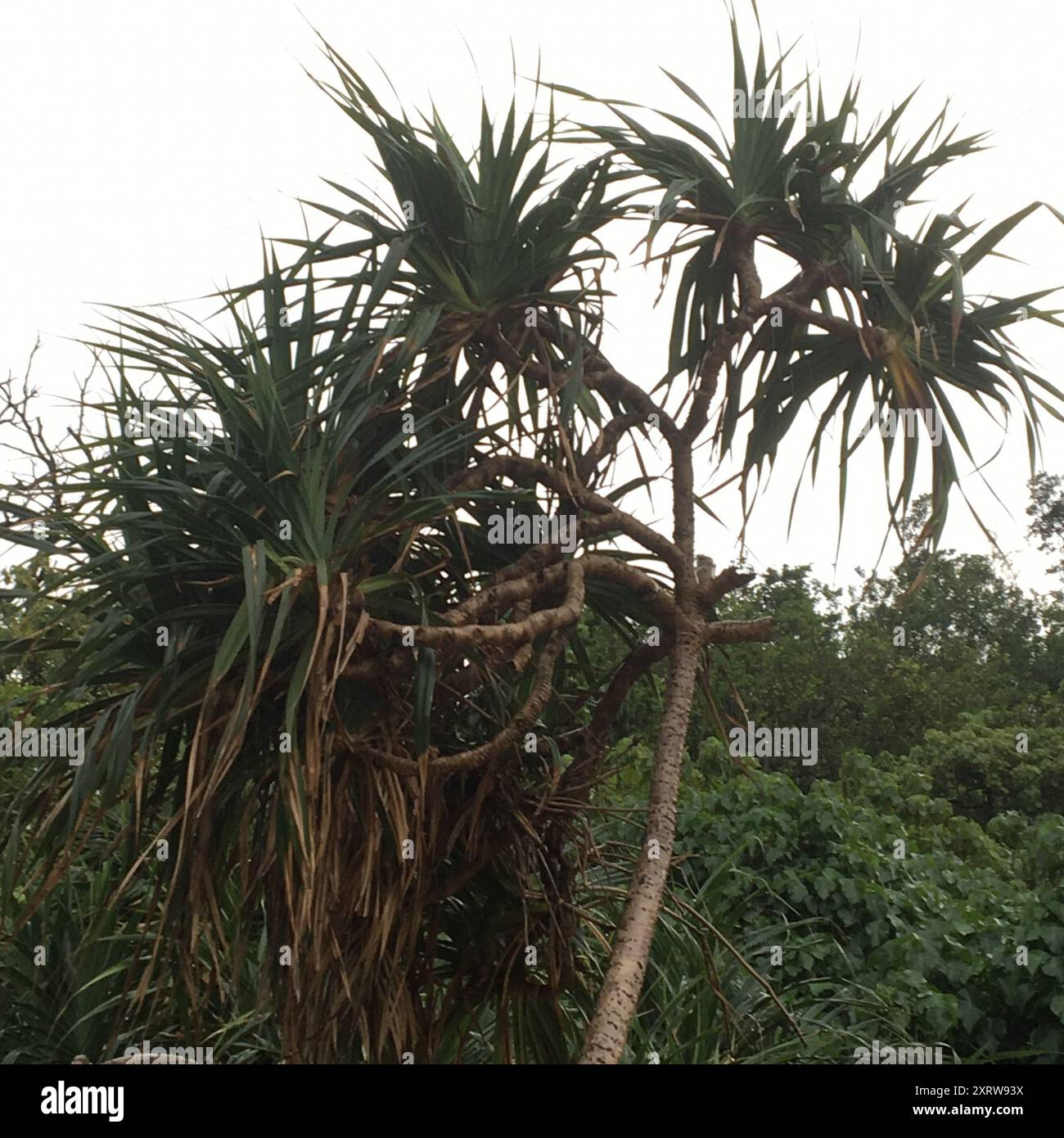 thatch screwpine (Pandanus tectorius) Plantae Stock Photo - Alamy