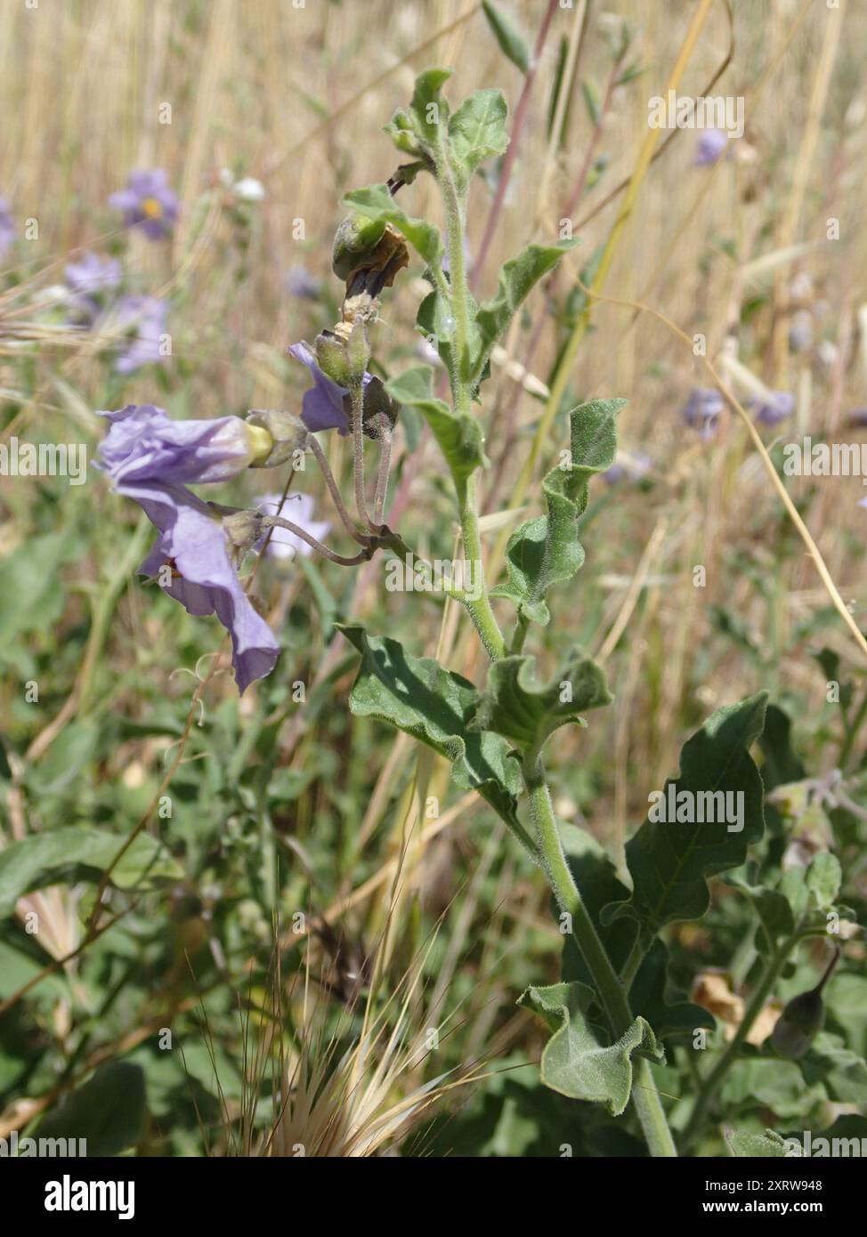 purple nightshade (Solanum xanti) Plantae Stock Photo - Alamy