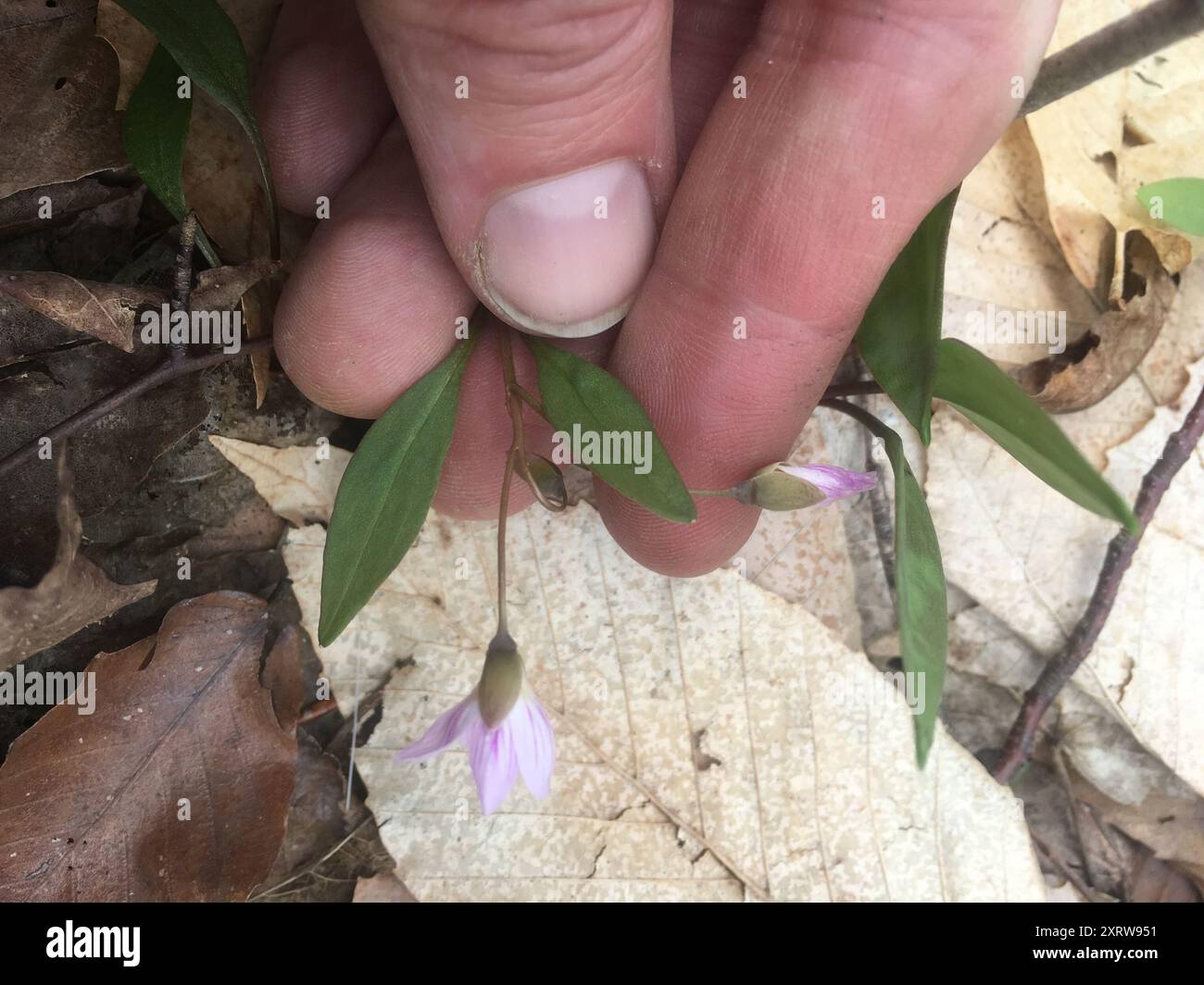 Carolina Springbeauty (Claytonia caroliniana) Plantae Stock Photo - Alamy
