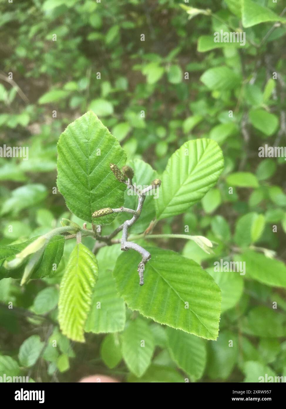 smooth alder (Alnus serrulata) Plantae Stock Photo - Alamy