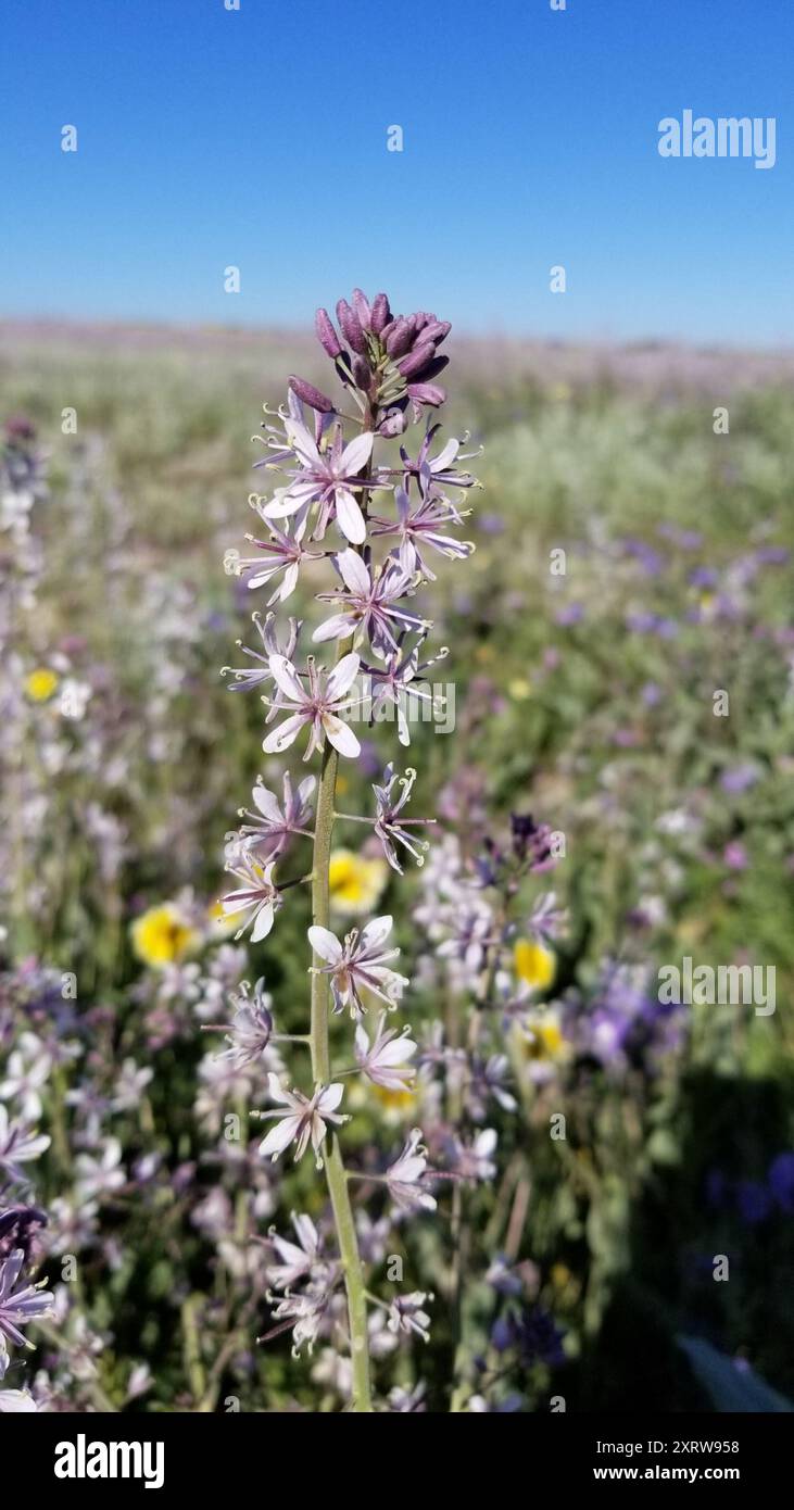 Lemmon's mustard (Caulanthus anceps) Plantae Stock Photo - Alamy