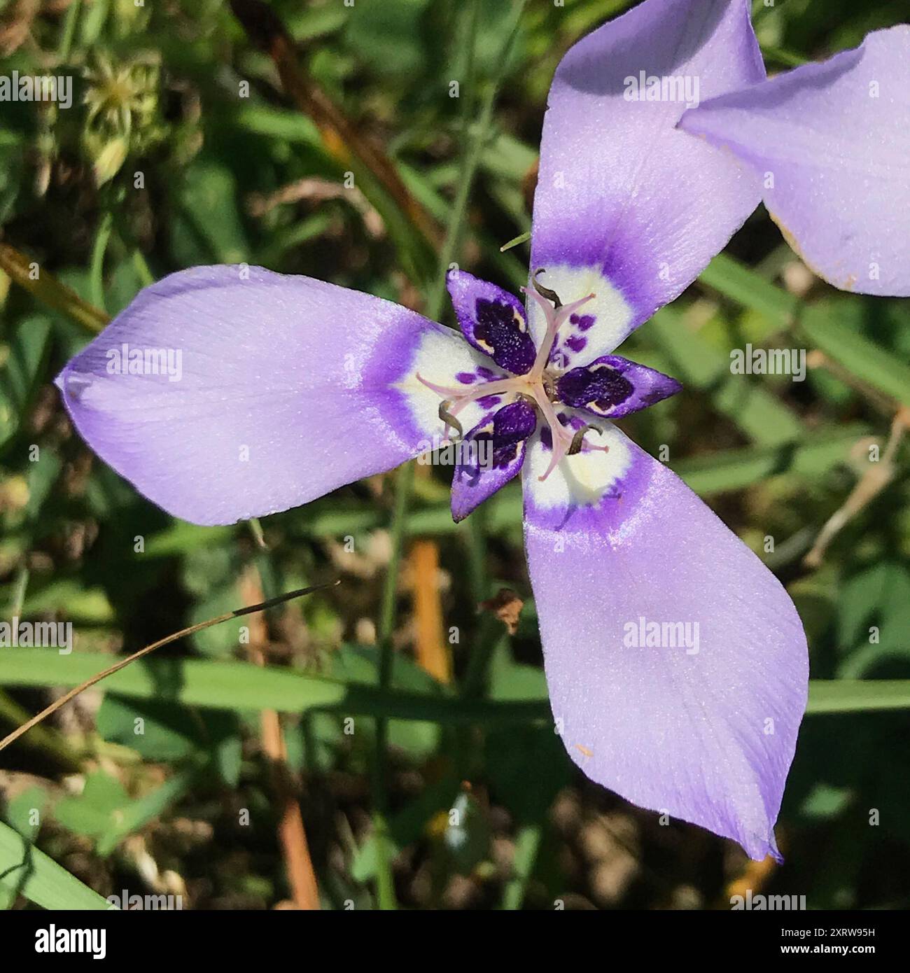 Prairie Nymph (Herbertia lahue) Plantae Stock Photo - Alamy