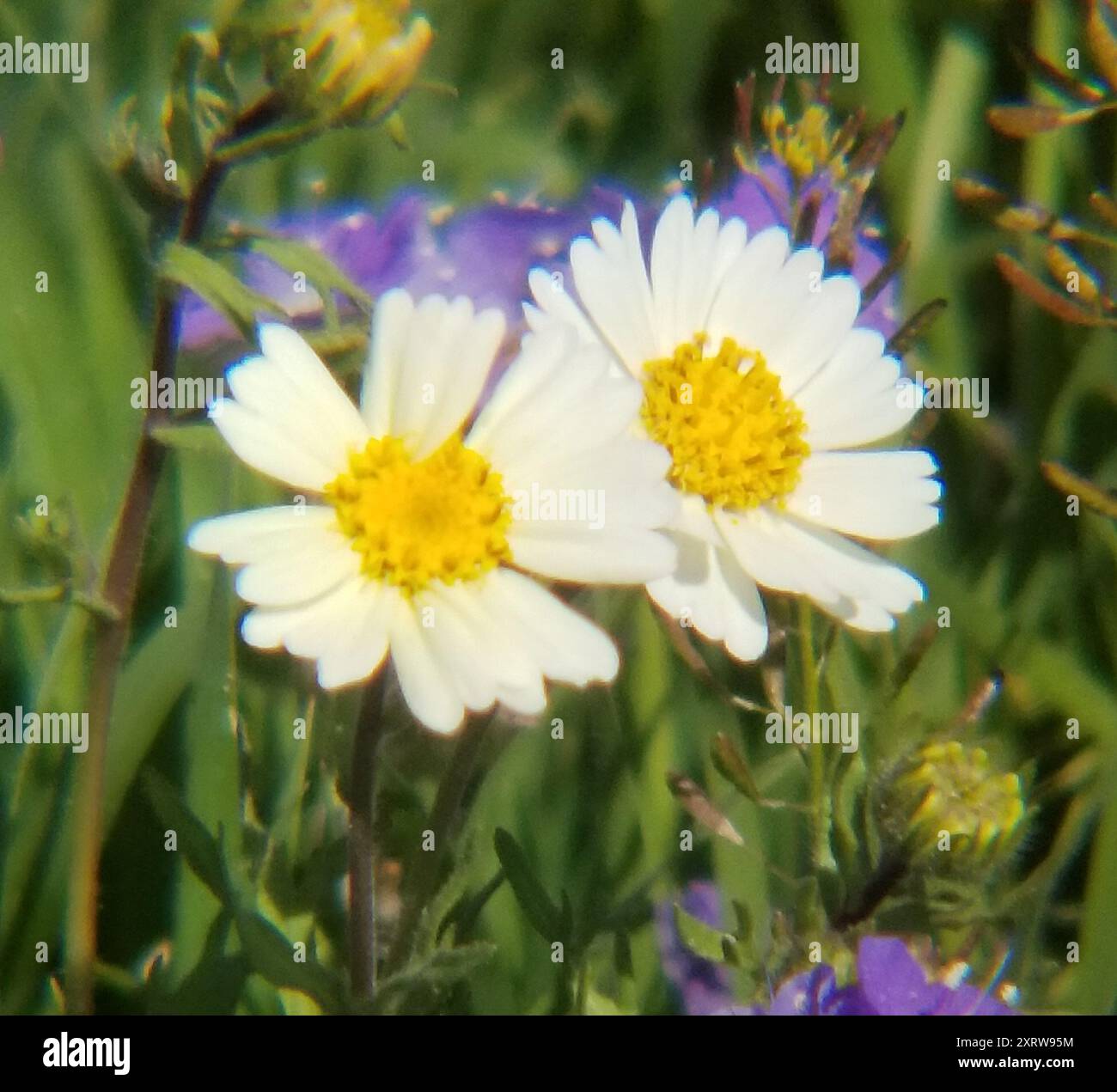 Tidytips (Layia) Plantae Stock Photo - Alamy