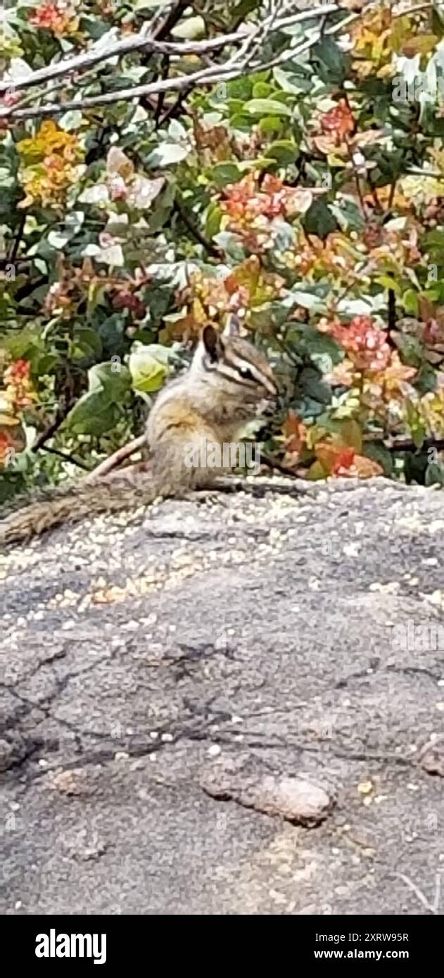 Merriam's Chipmunk (Neotamias merriami) Mammalia Stock Photo - Alamy