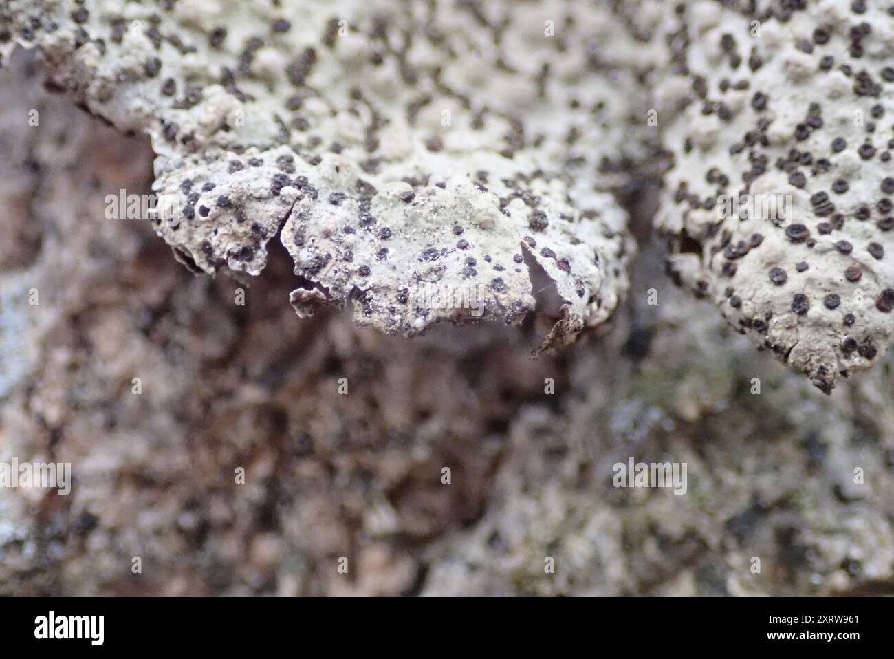 Common Toadskin Lichen (Lasallia papulosa) Fungi Stock Photo - Alamy