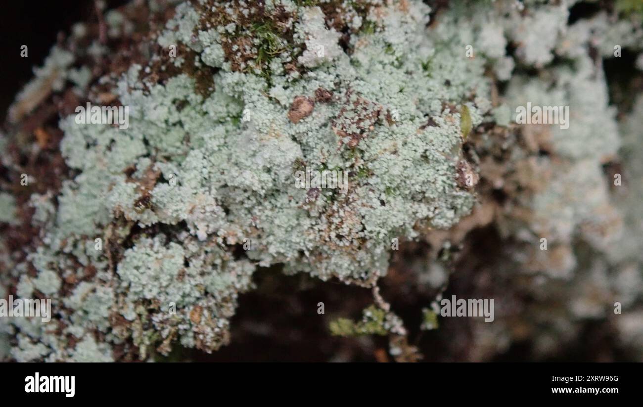 Dust Lichens (Lepraria) Fungi Stock Photo - Alamy