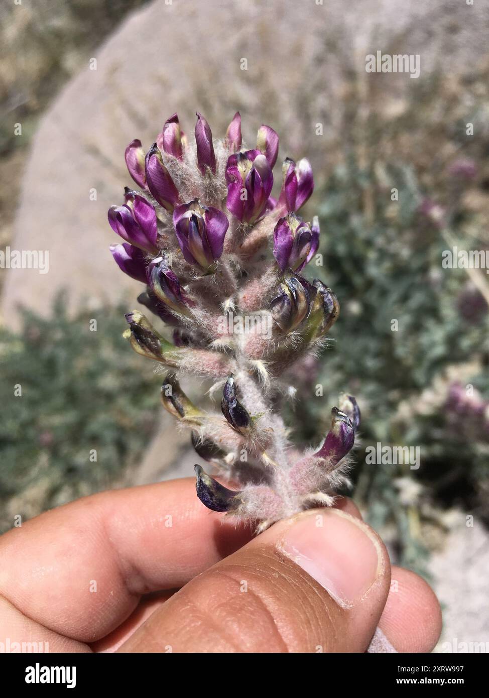 Woolly Locoweed (Astragalus mollissimus) Plantae Stock Photo - Alamy
