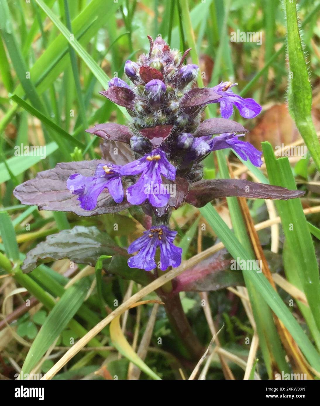 carpet bugle (Ajuga reptans) Plantae Stock Photo - Alamy