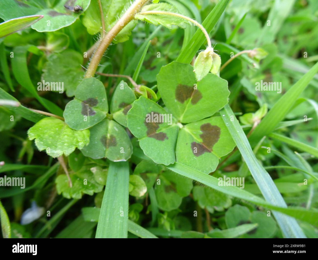 Spotted medick (Medicago arabica) Plantae Stock Photo - Alamy