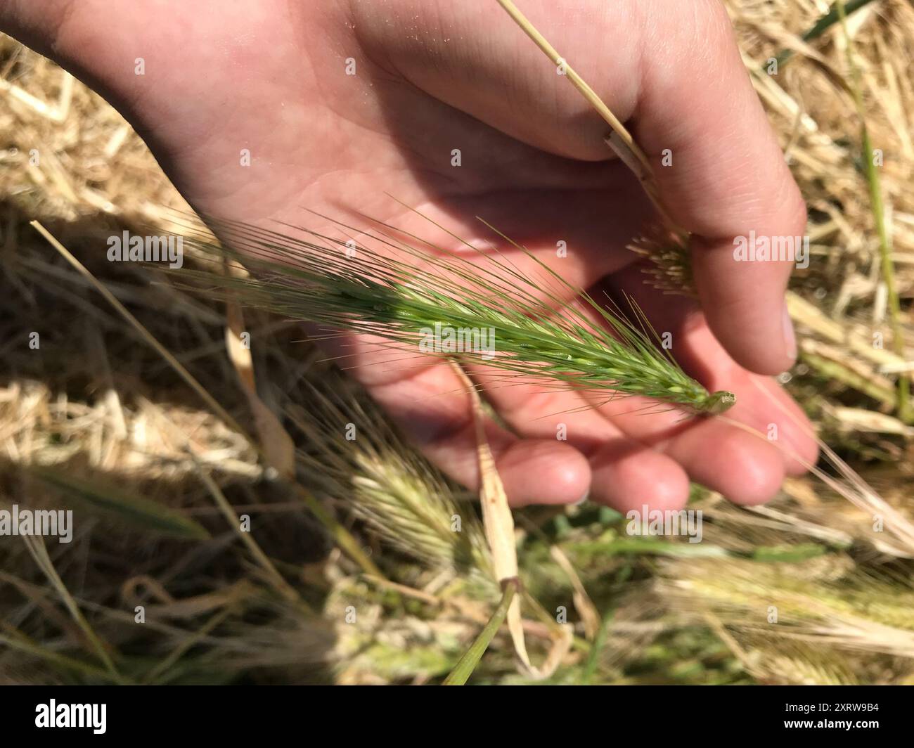 wall barley (Hordeum murinum) Plantae Stock Photo - Alamy