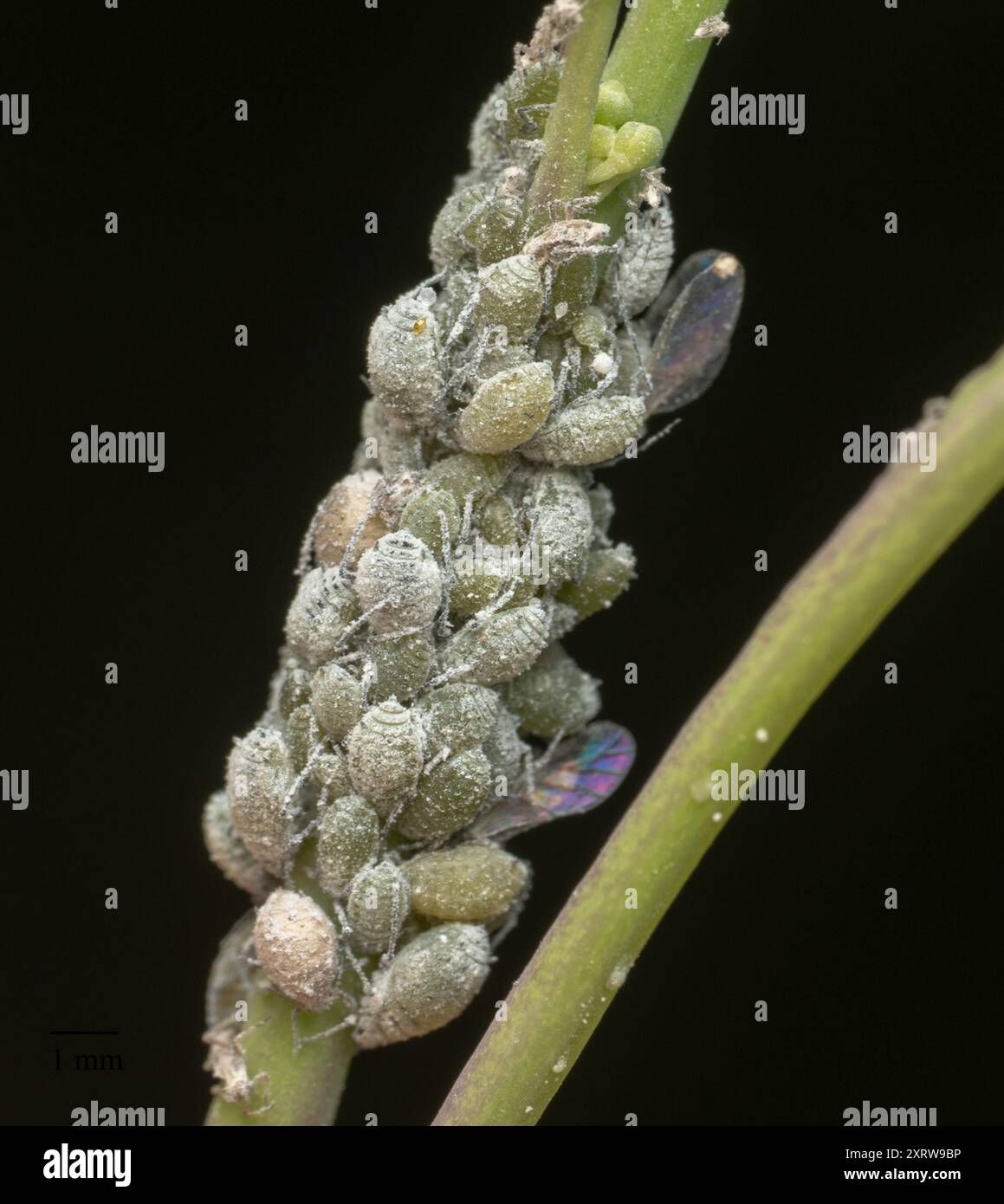 Cabbage Aphid (Brevicoryne brassicae) Insecta Stock Photo - Alamy