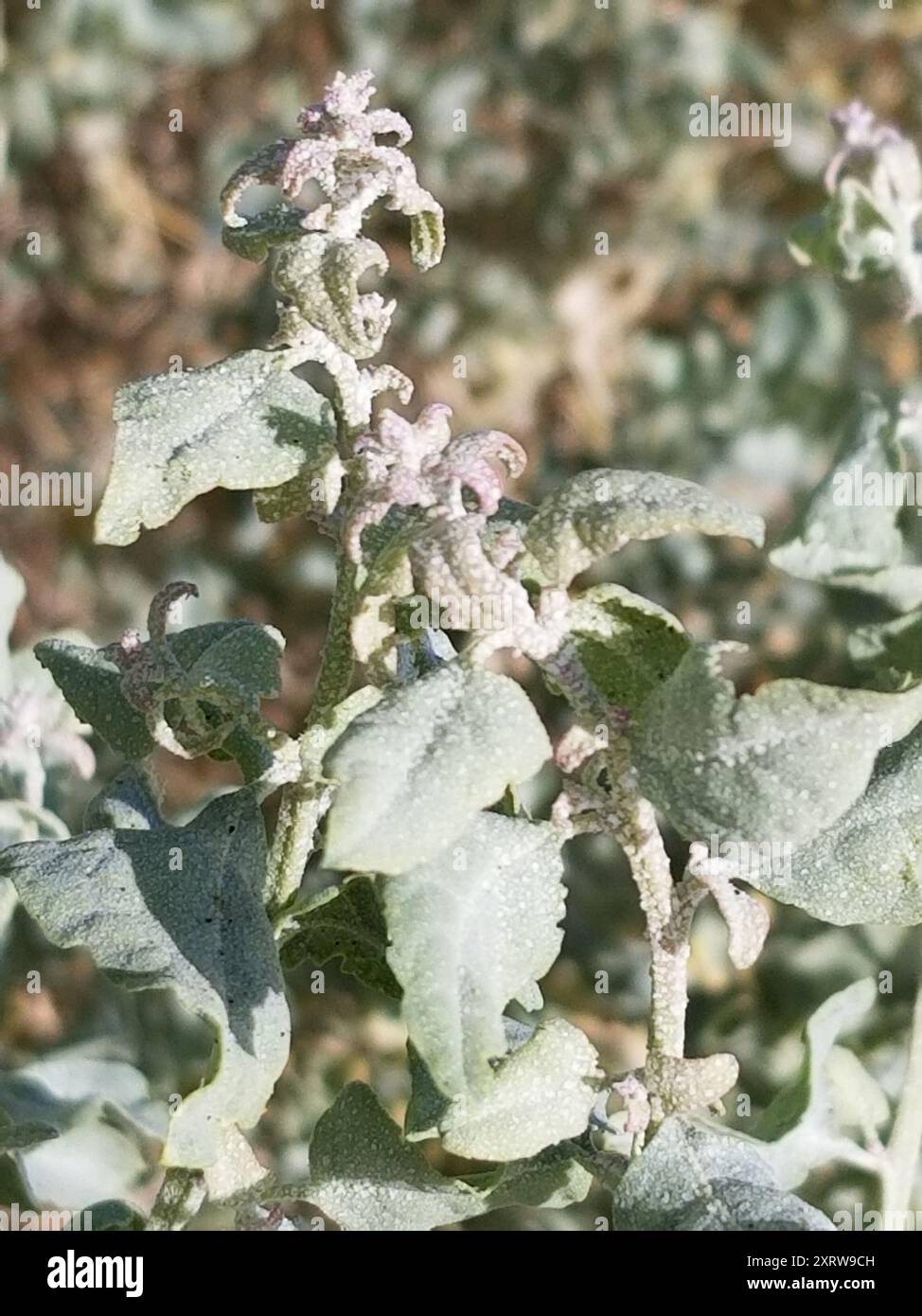big saltbush (Atriplex lentiformis) Plantae Stock Photo - Alamy