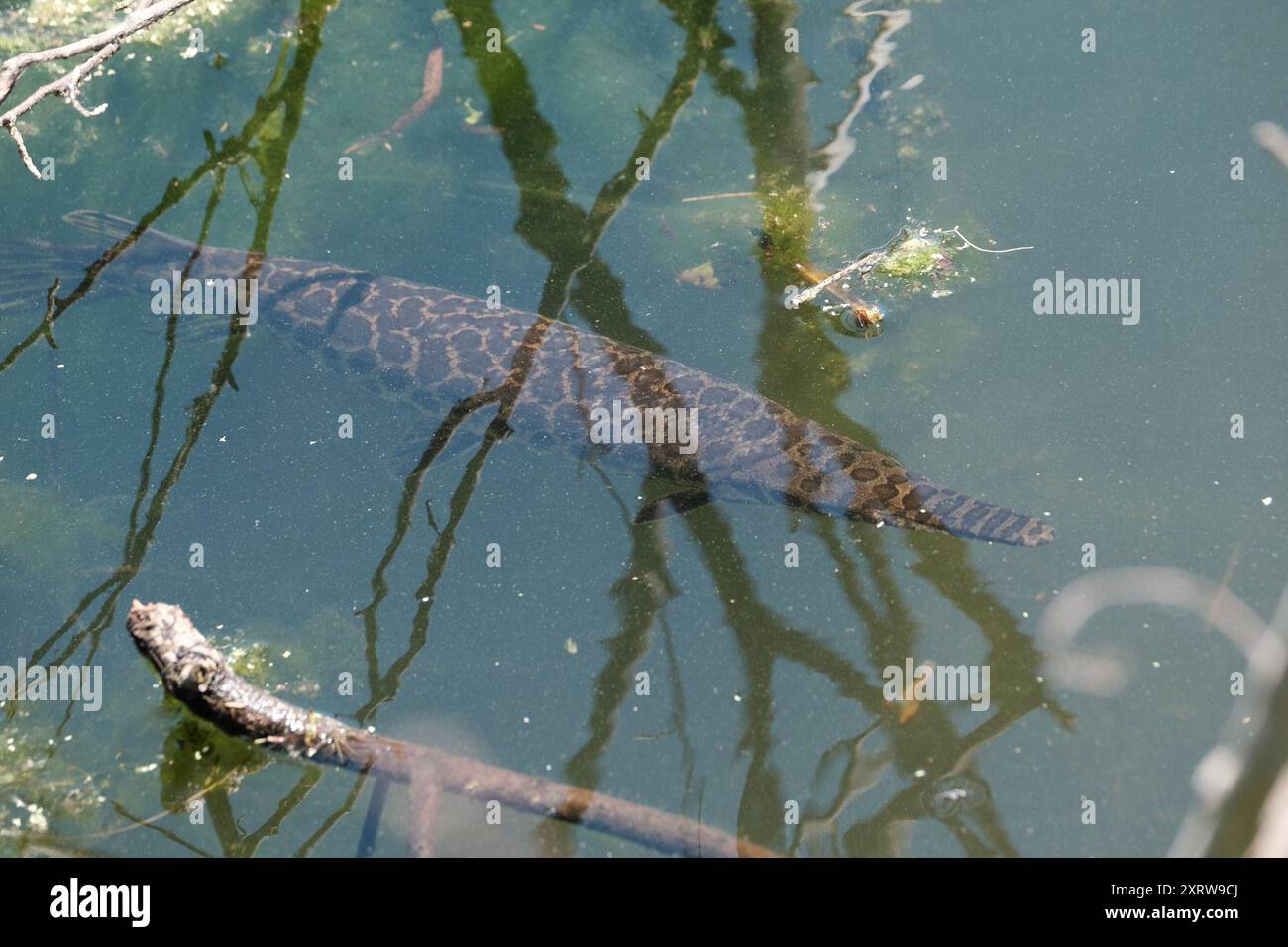 Spotted Gar (Lepisosteus oculatus) Actinopterygii Stock Photo - Alamy