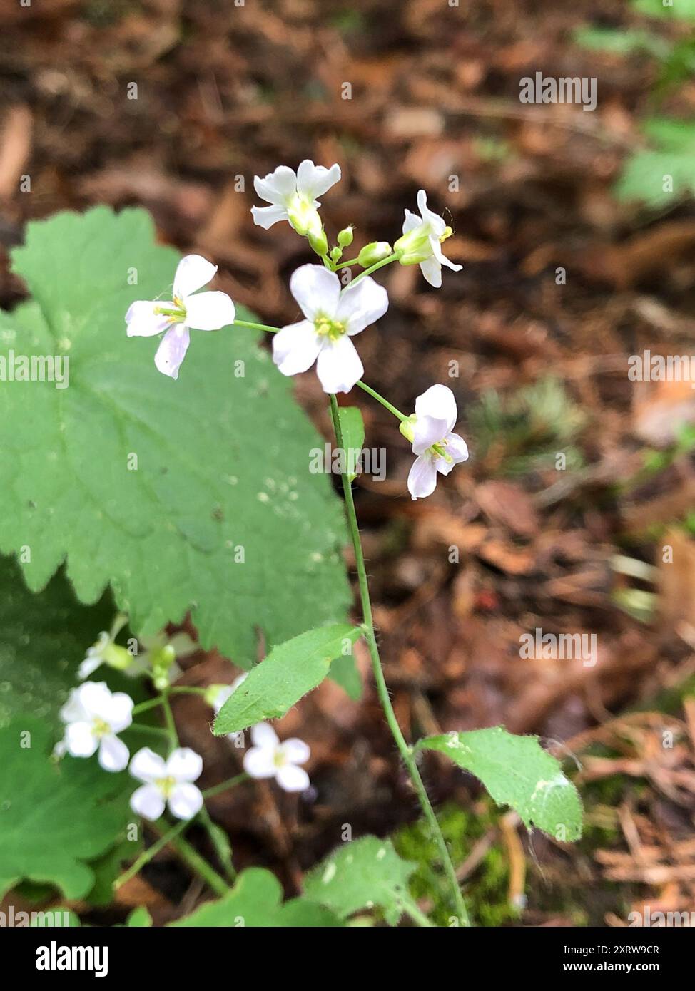 Sand Rock-cress (Arabidopsis arenosa) Plantae Stock Photo - Alamy