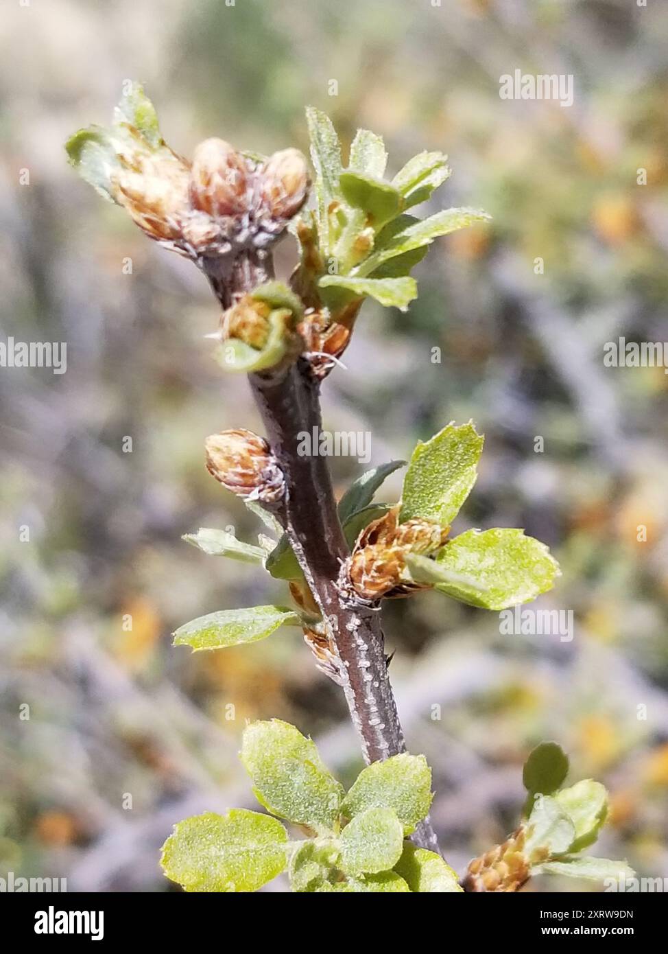 Muller's oak (Quercus cornelius-mulleri) Plantae Stock Photo - Alamy